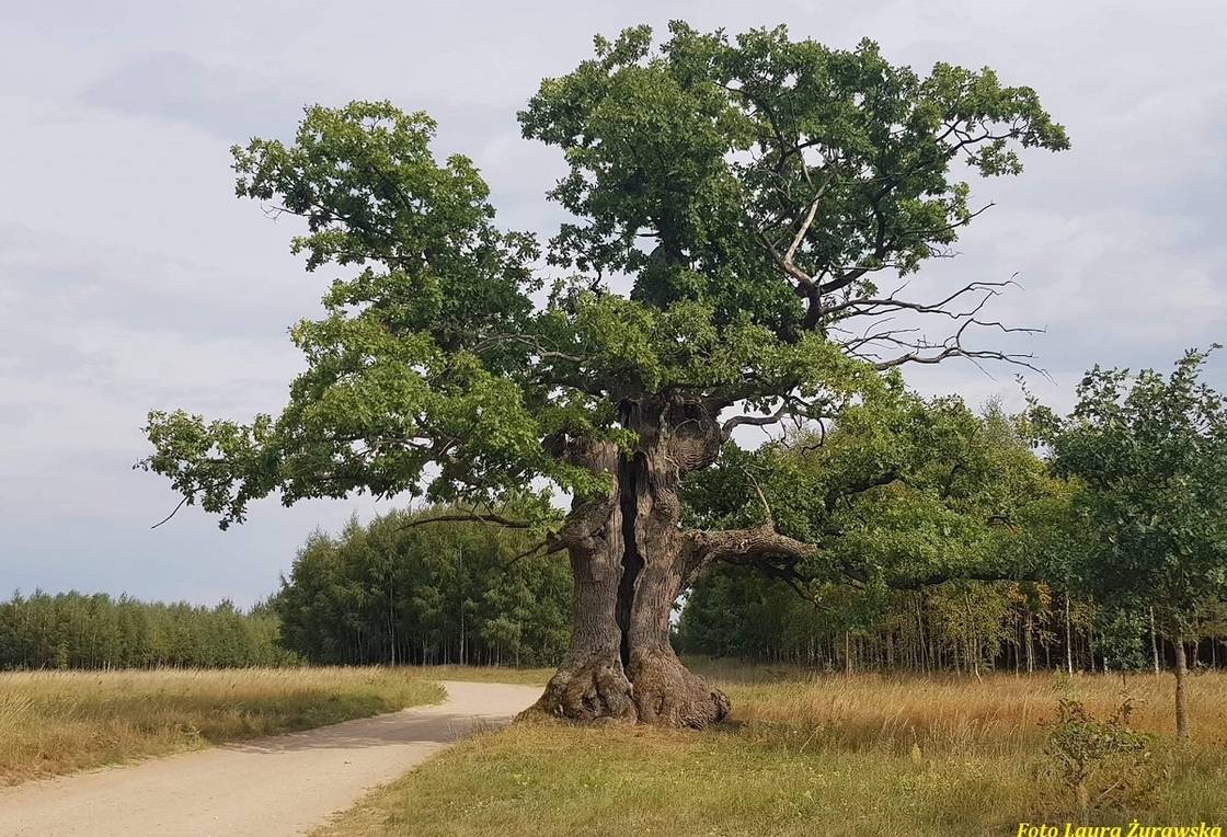 MUNDIGU SACRIFICIAL OAK TREE